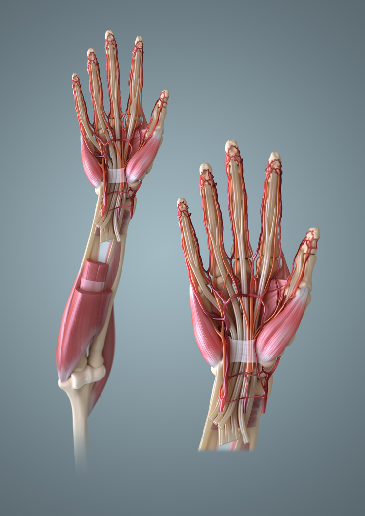 Quick & Efficient Hand Examination – The Book of OI